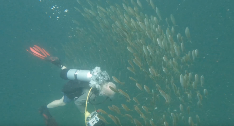Experience the Wonder of Alabama’s Undersea Forest! | Ocean Genome ...